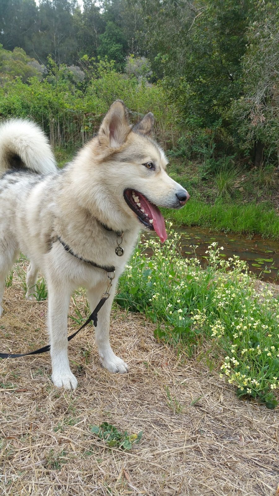 Hei Bai - Large Male Alaskan Malamute x Husky Dog in NSW - PetRescue