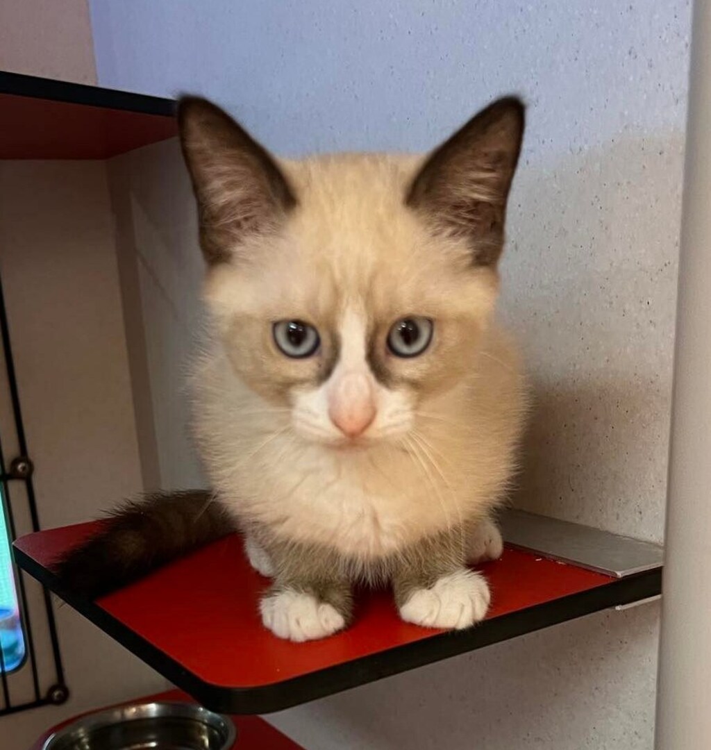 Mimi - Female Ragdoll Mix Cat in QLD - PetRescue