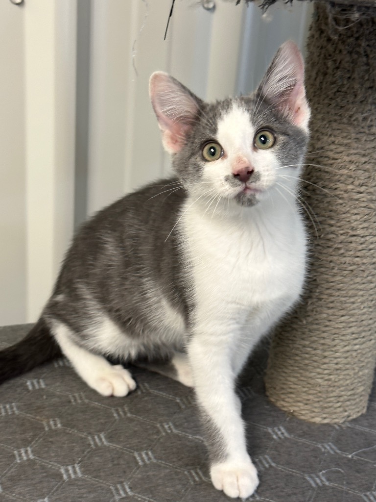 Castiel - Male Domestic Short Hair Cat in TAS - PetRescue