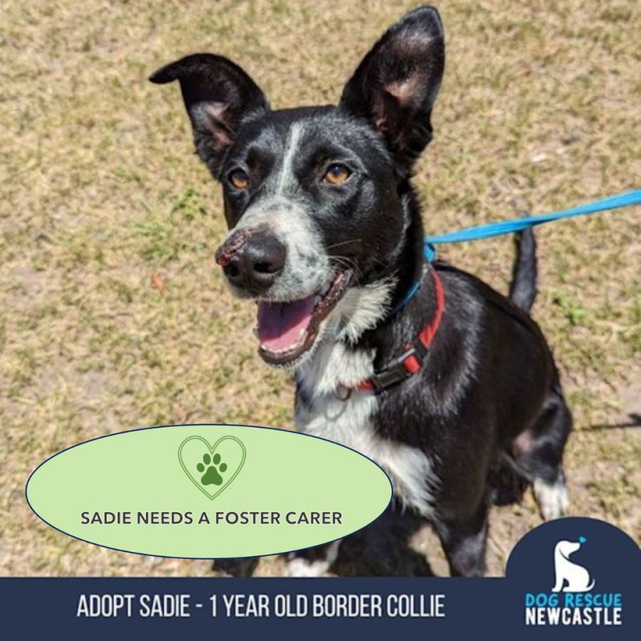 Sadie - 1 Year Old Border Collie (On Trial) - Medium Female Border ...