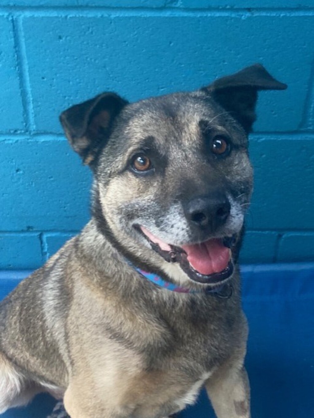 Rusty - Medium Male Australian Cattle Dog x American Staffordshire Bull ...