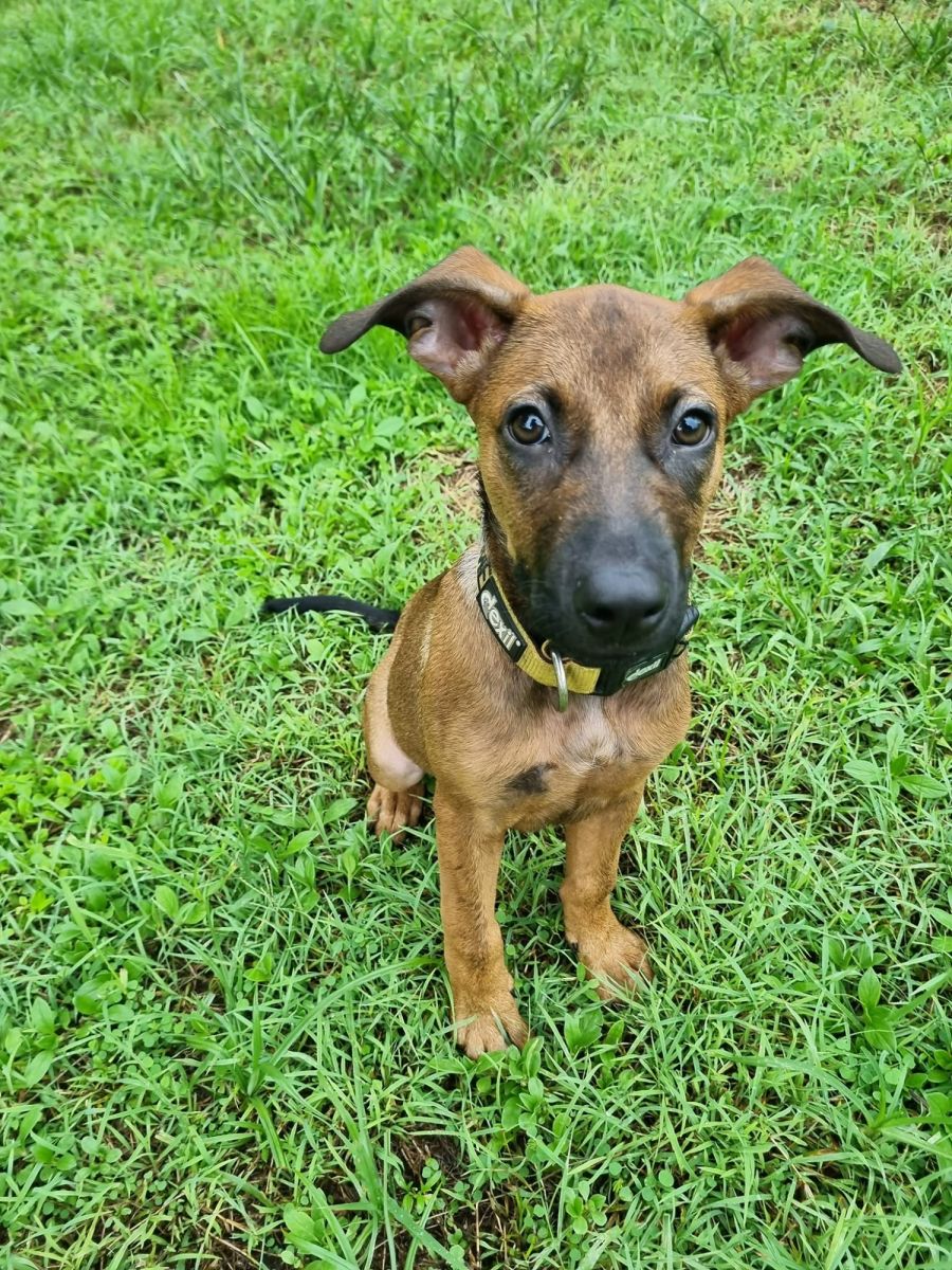 Daffodil - Large Female Belgian Shepherd - Malinois Mix Dog in QLD ...