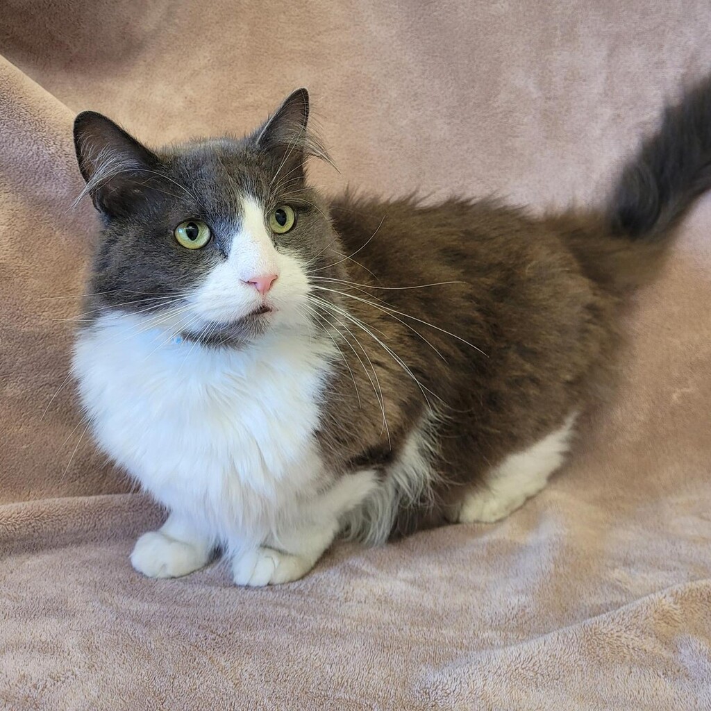 Hamish - Male Domestic Medium Hair Mix Cat in VIC - PetRescue