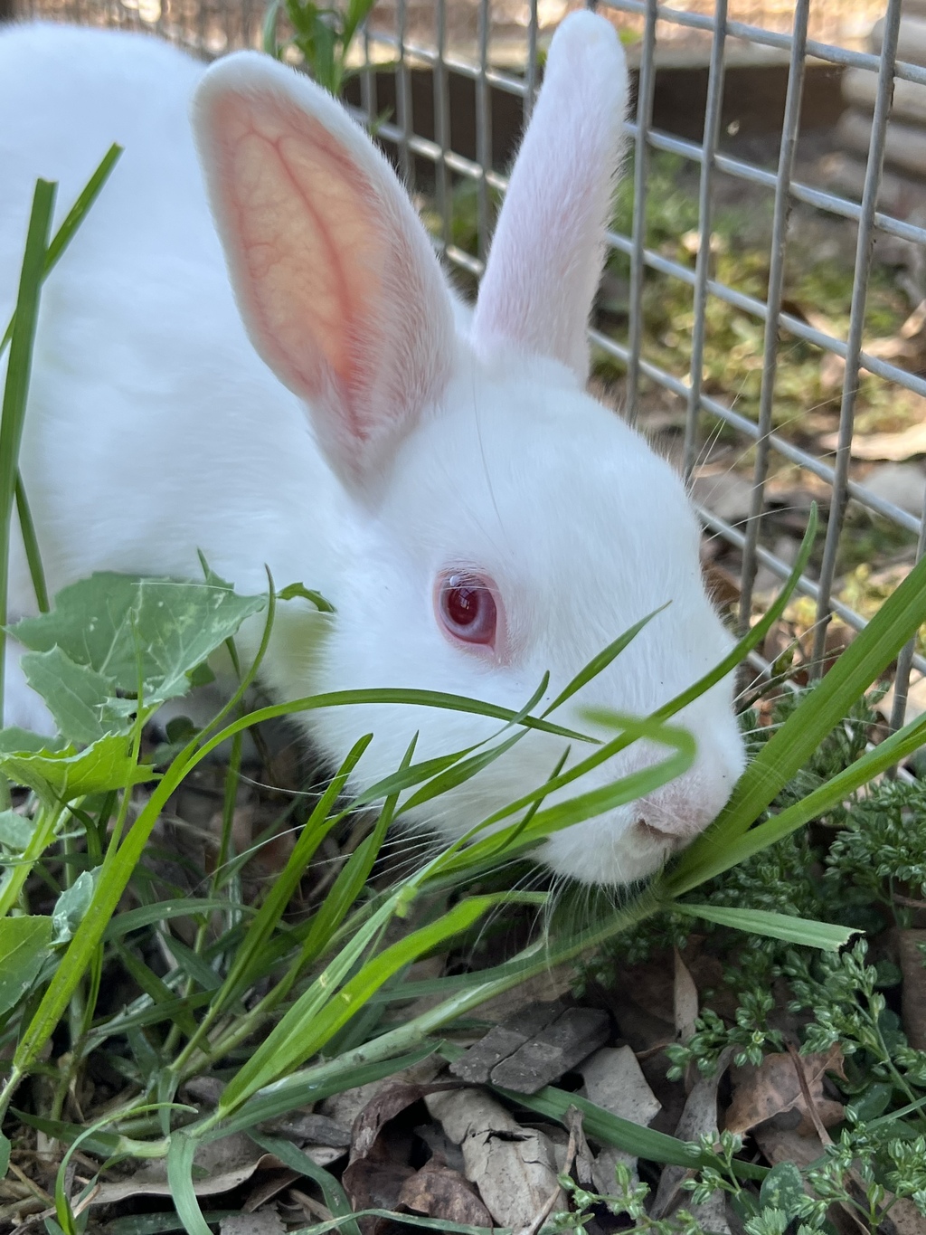 Almond - Male Dwarf Mix Rabbit in NSW - PetRescue