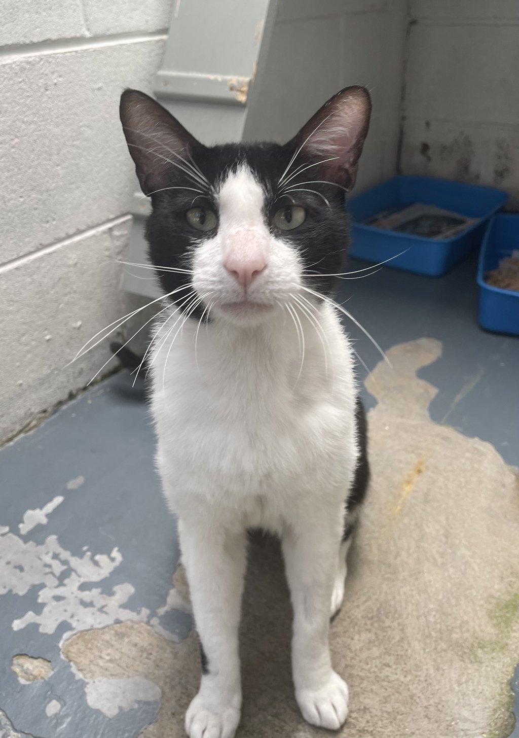 Keoki - Male Domestic Short Hair Cat in VIC - PetRescue