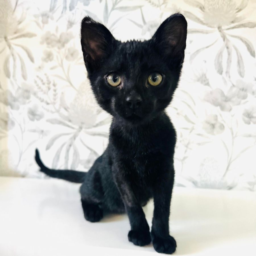 Timothy - Located in Preston - Male Domestic Short Hair Cat in VIC ...