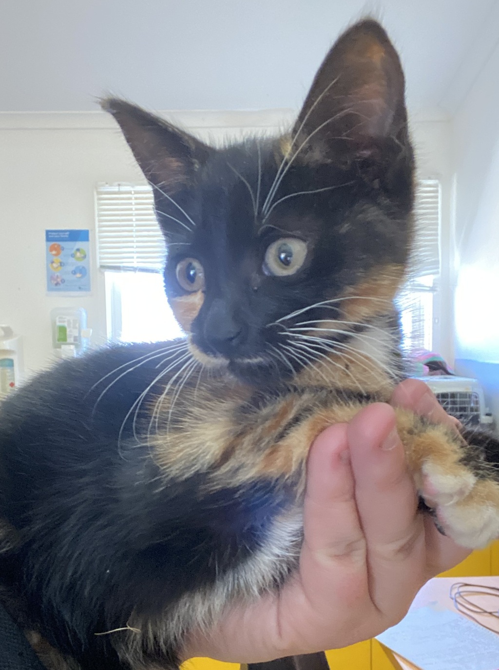 Kate - Female Domestic Short Hair Mix Cat in VIC - PetRescue