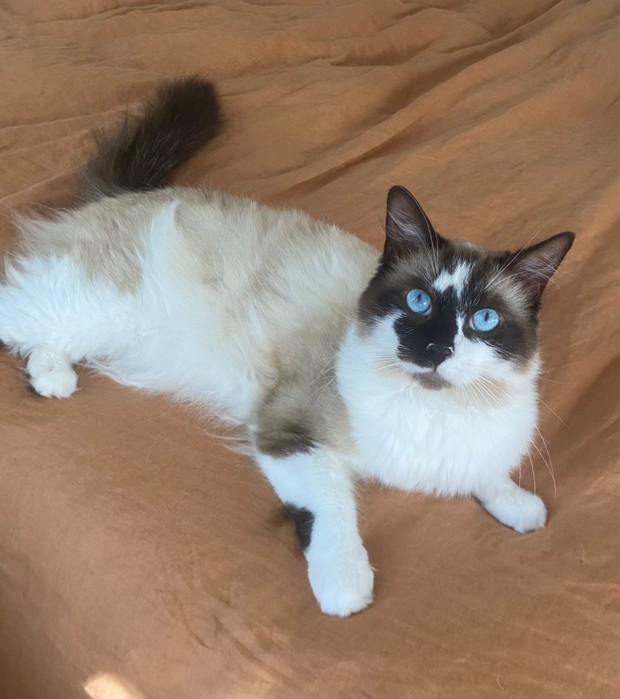 Smokey - Male Ragdoll Mix Cat in VIC - PetRescue