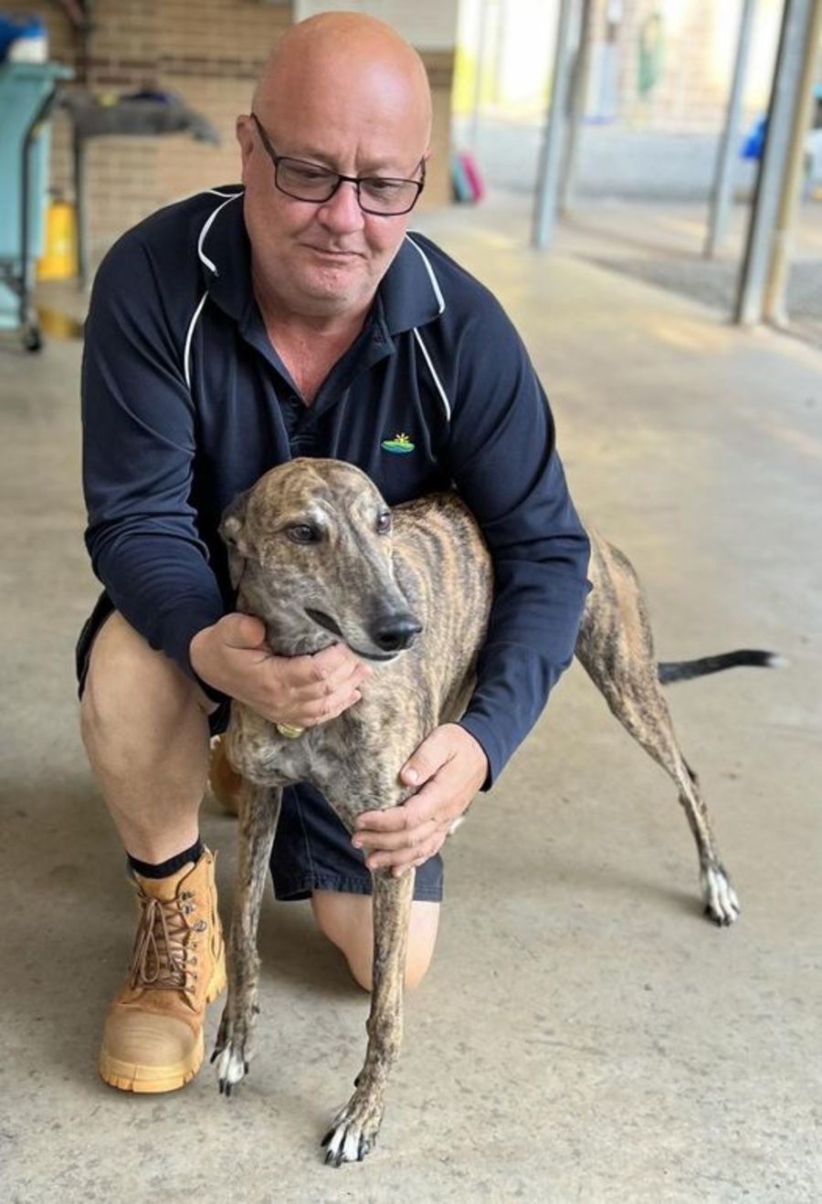 Ginger - Medium Female Greyhound Dog in NSW - PetRescue