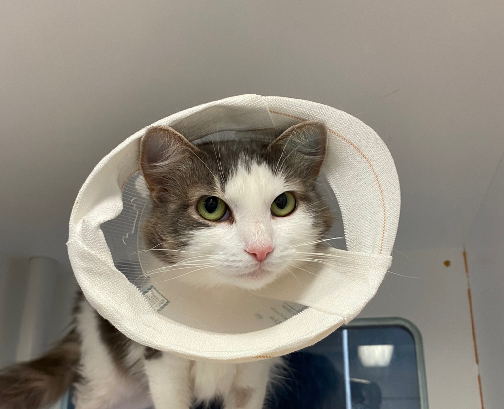 Wilomena - Female Domestic Short Hair Mix Cat in VIC - PetRescue