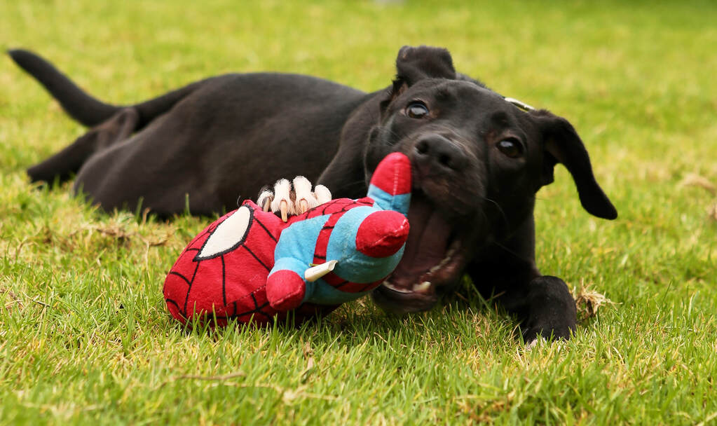Lachlan - Medium Male Staffordshire Terrier Mix Dog in NSW - PetRescue