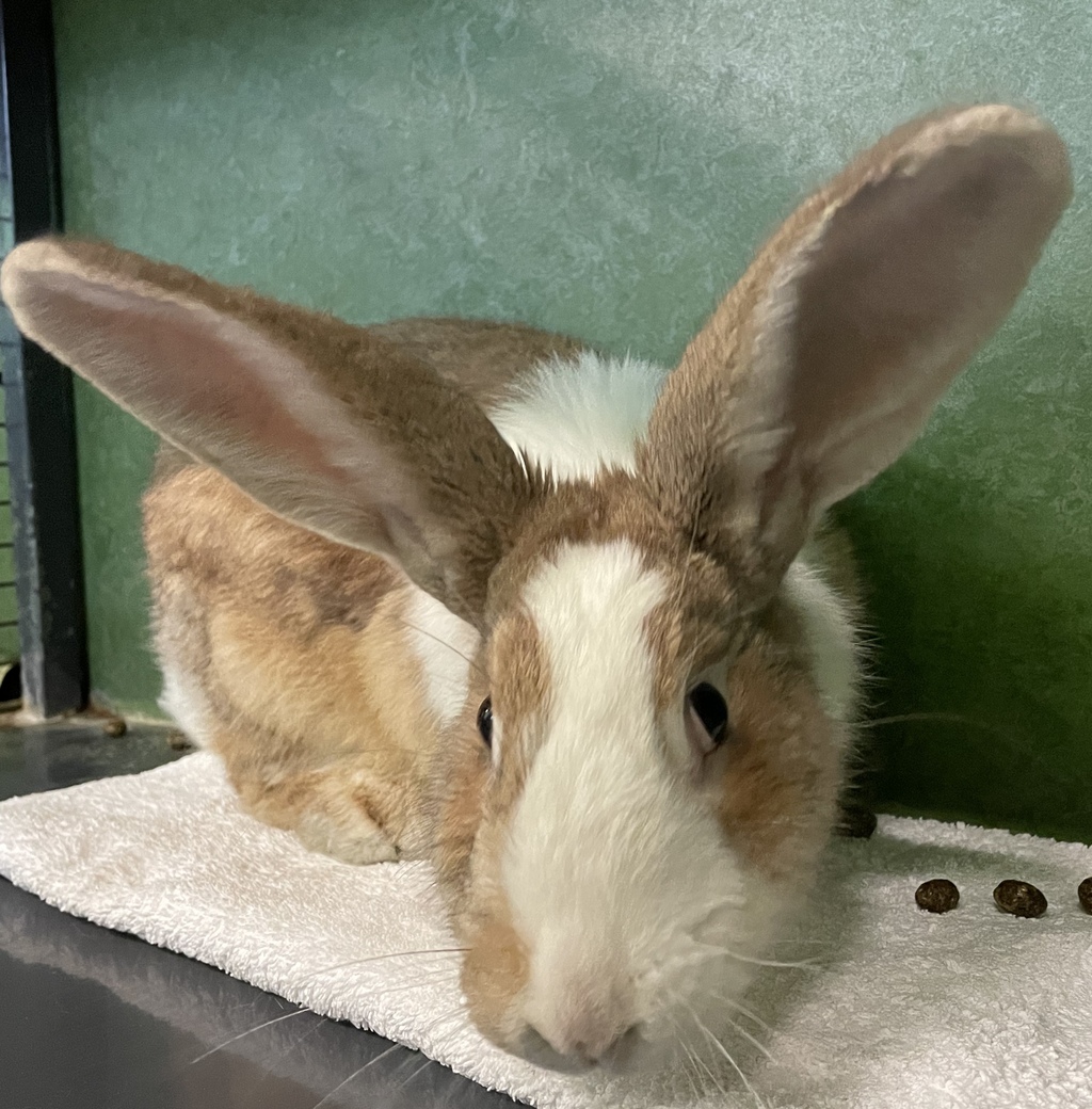 Owl - Female Flemish Giant Mix Rabbit in VIC - PetRescue
