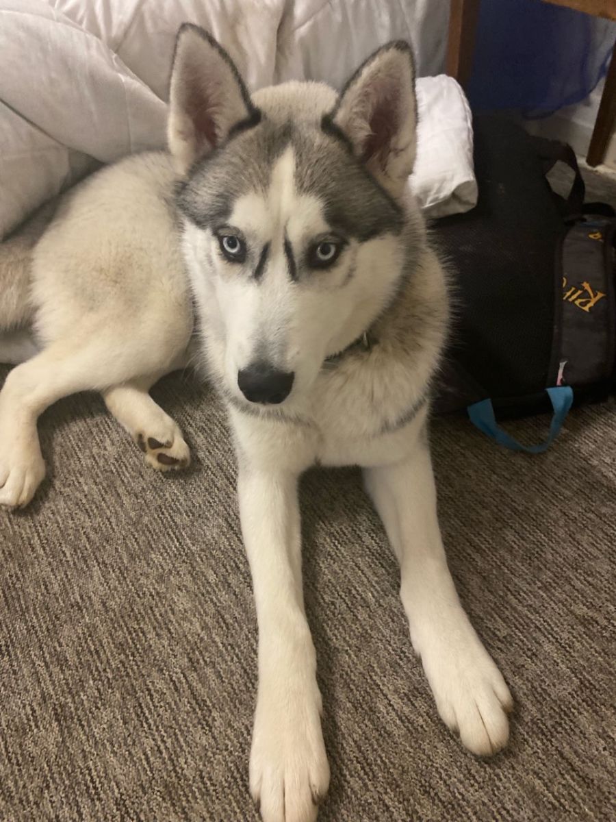 Harley - Large Male Siberian Husky Dog in NSW - PetRescue