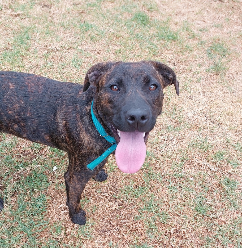 zelda - Medium Female Staffordshire Bull Terrier Mix Dog in VIC - PetRescue