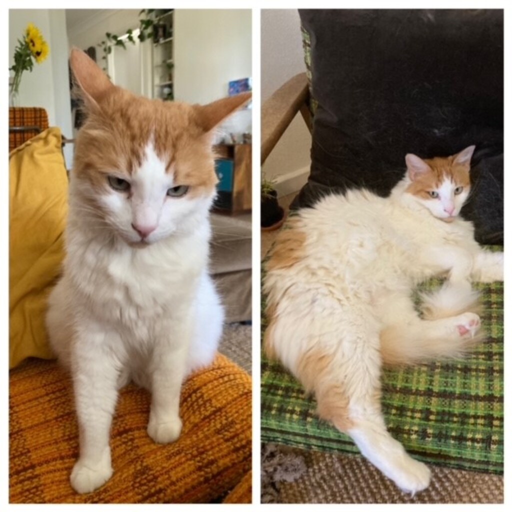 Arlo - Male Domestic Medium Hair Mix Cat in WA - PetRescue