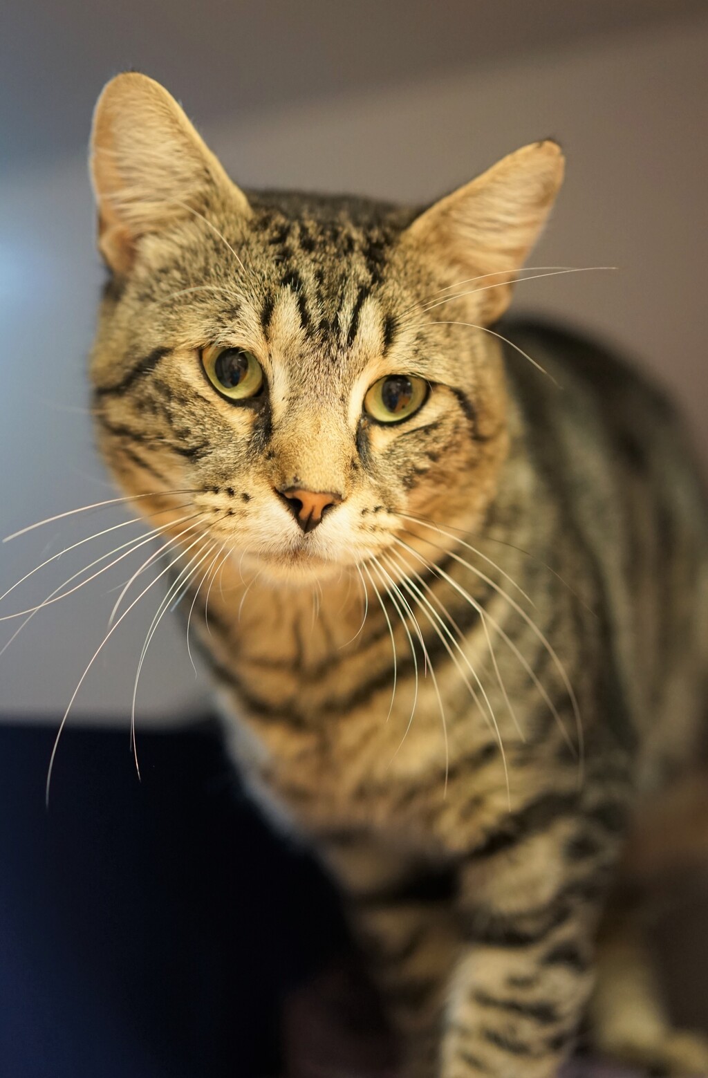 Tigger - Male Domestic Short Hair Mix Cat in QLD - PetRescue