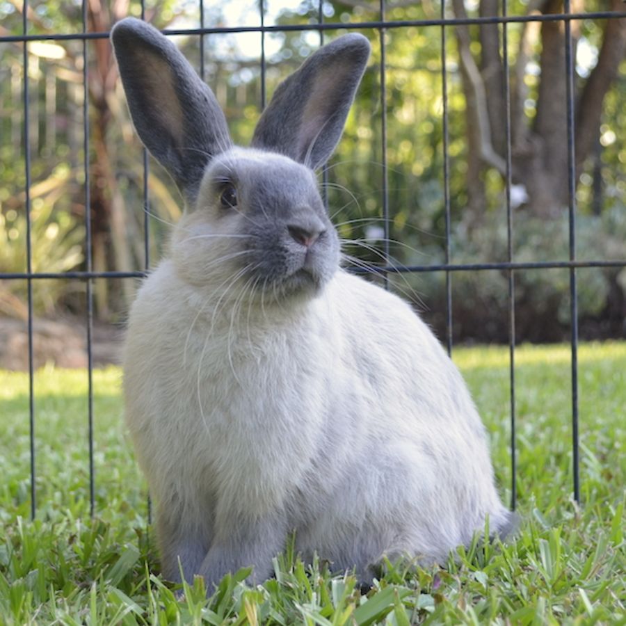 Sterling - Male Rabbit in NSW - PetRescue