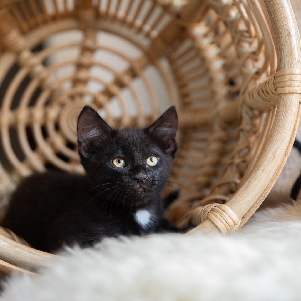 Sully - Male Domestic Short Hair Cat in WA - PetRescue