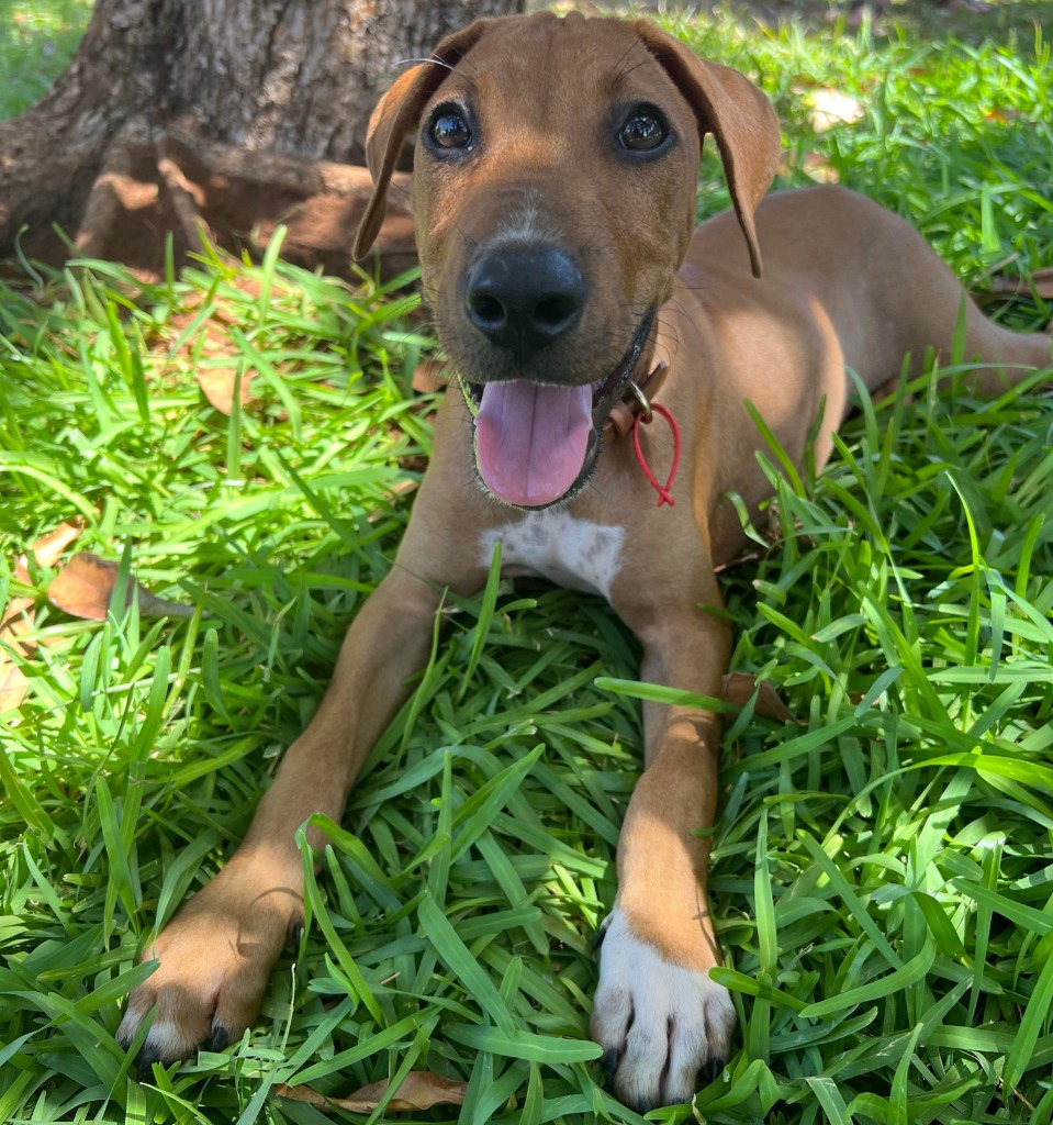Cozzy - Large Male Rhodesian Ridgeback x Mixed Breed Mix Dog in WA ...