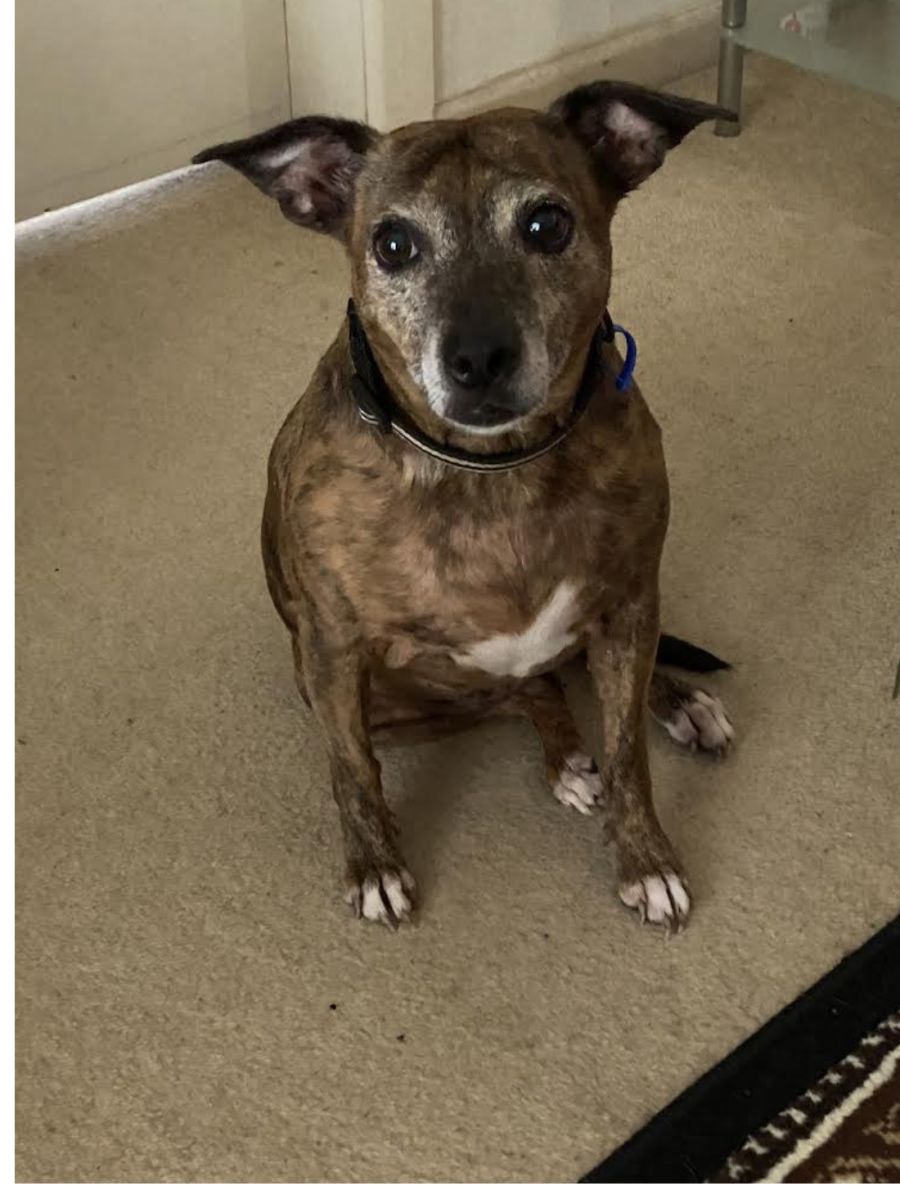 Chelsea - Small Female Miniature Fox Terrier x Staffy Mix Dog in QLD ...