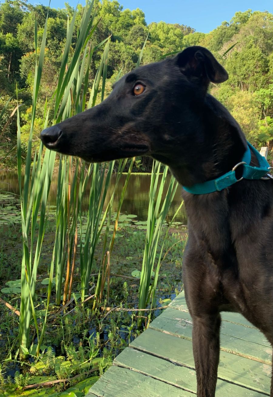 Kelvin - Large Male Greyhound Dog in QLD - PetRescue