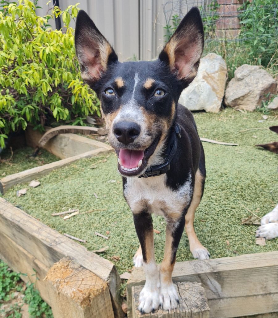 Lady - Medium Female Kelpie x Koolie Mix Dog in ACT - PetRescue