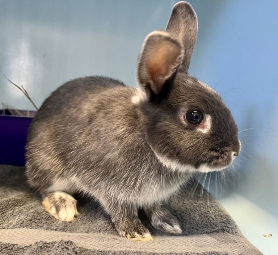 Henry - Come meet me @ PETstock Mornington Central - Male American ...