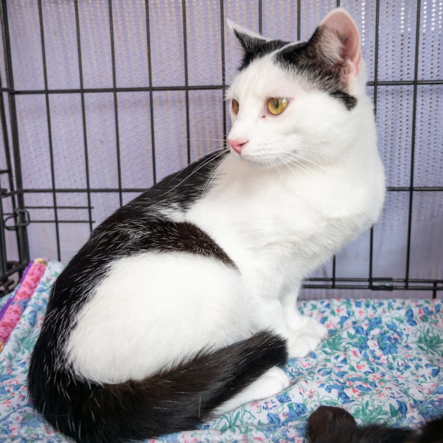 Zeb - Male Domestic Short Hair Cat in QLD - PetRescue