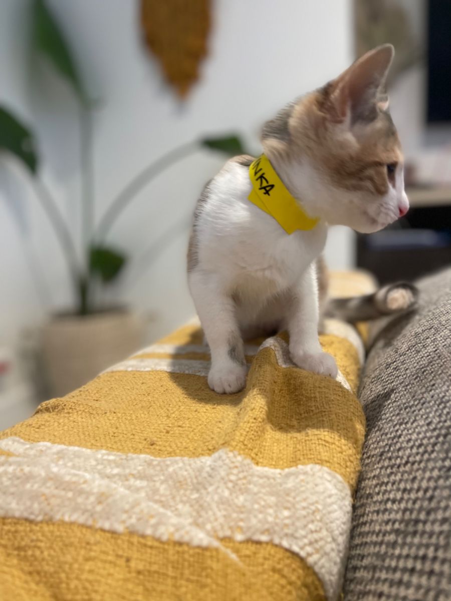 Tinka - Female Domestic Short Hair Cat in VIC - PetRescue