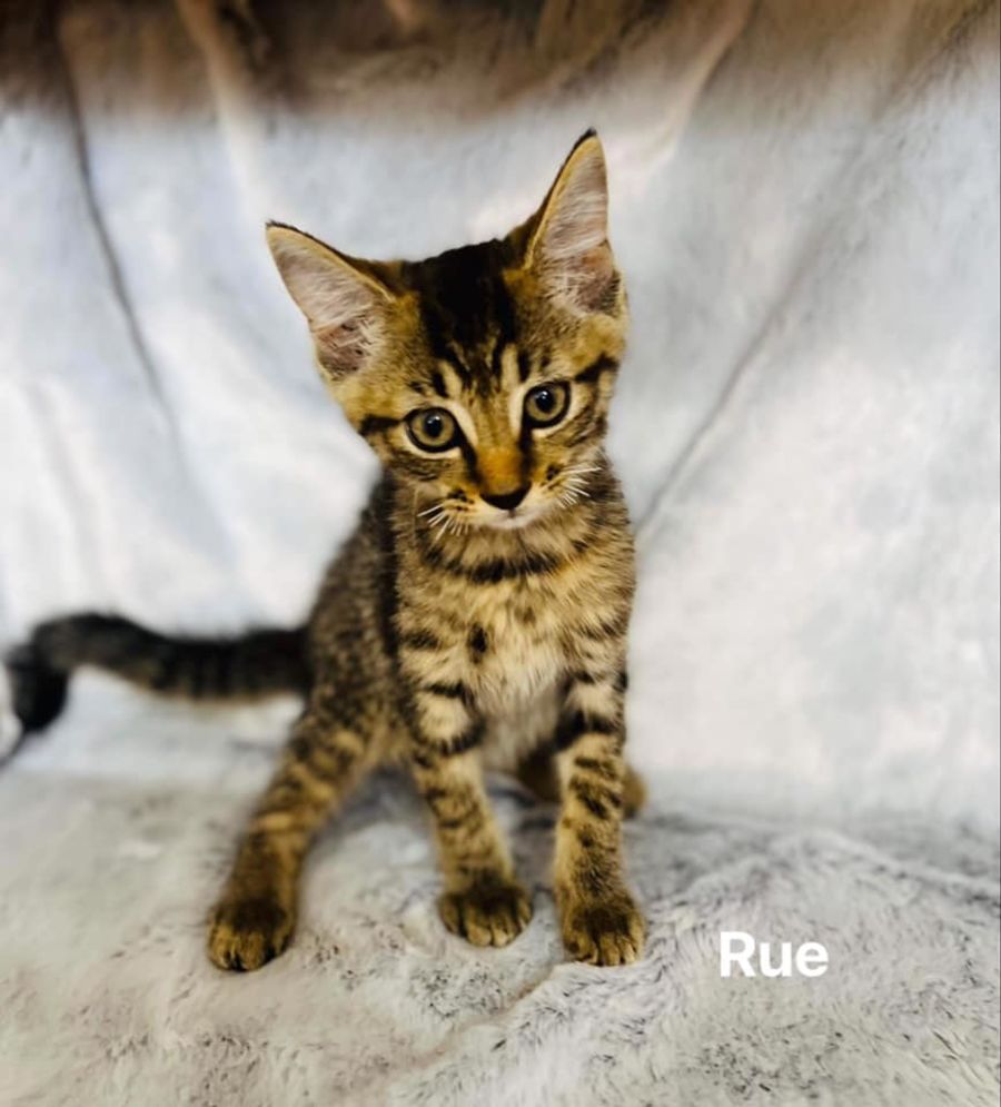 Rue - Female Domestic Short Hair Cat in QLD - PetRescue