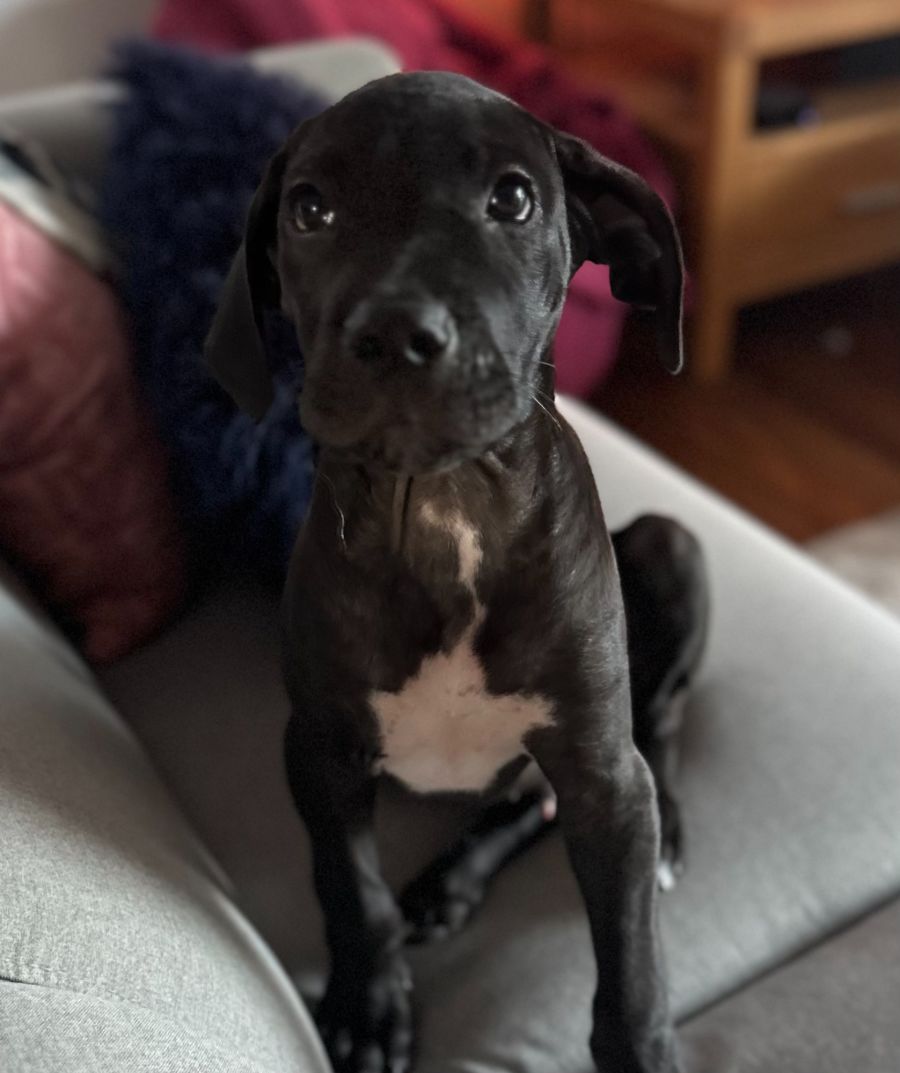 Dobbie - Large Male Great Dane Mix Dog in NSW - PetRescue