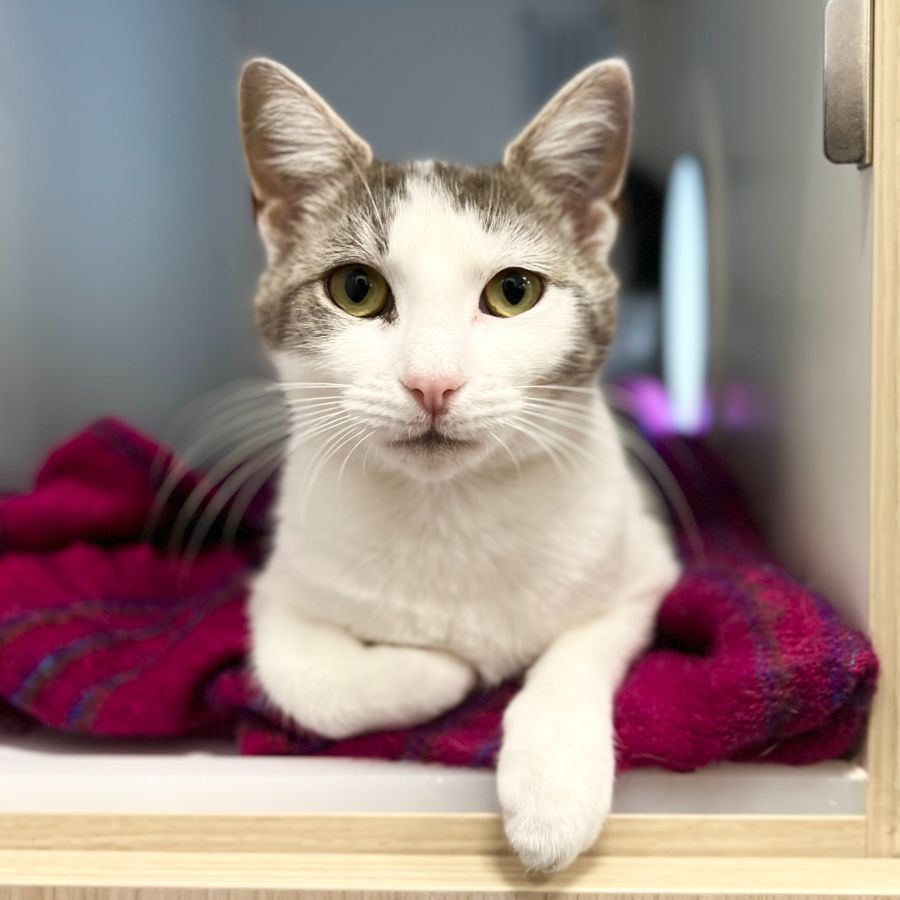 Gwendolyn - Female Domestic Short Hair Cat in VIC - PetRescue
