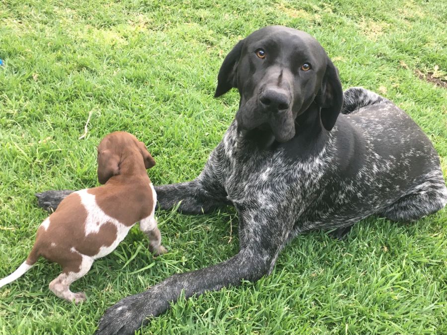 Benjamin and Toby - Medium Male German Shorthaired Pointer Dog in VIC - PetRescue