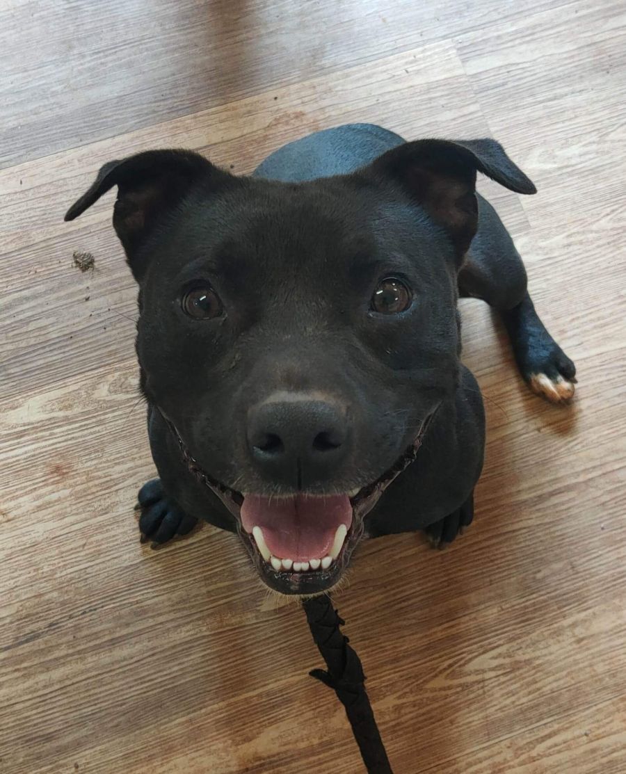 Barney - Small Male Staffy Dog in VIC - PetRescue