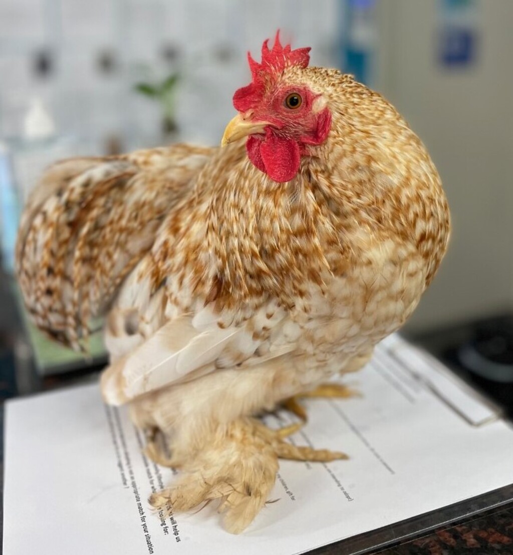 Chips - Male Bantam Chicken Pekin Mix Fowl in QLD - PetRescue