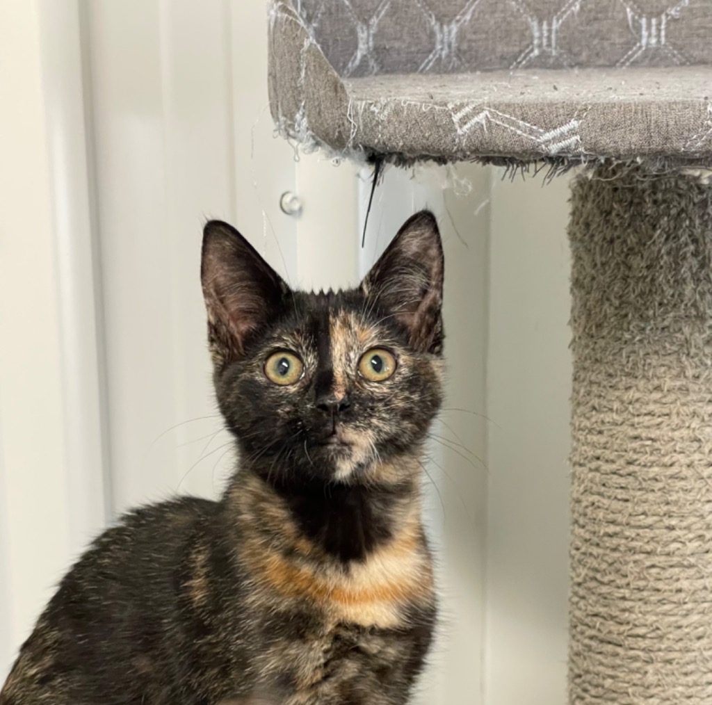 Bonbon - Female Domestic Short Hair Cat in TAS - PetRescue