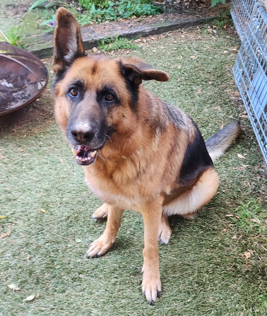 Benji - Large Male German Shepherd Dog in VIC - PetRescue