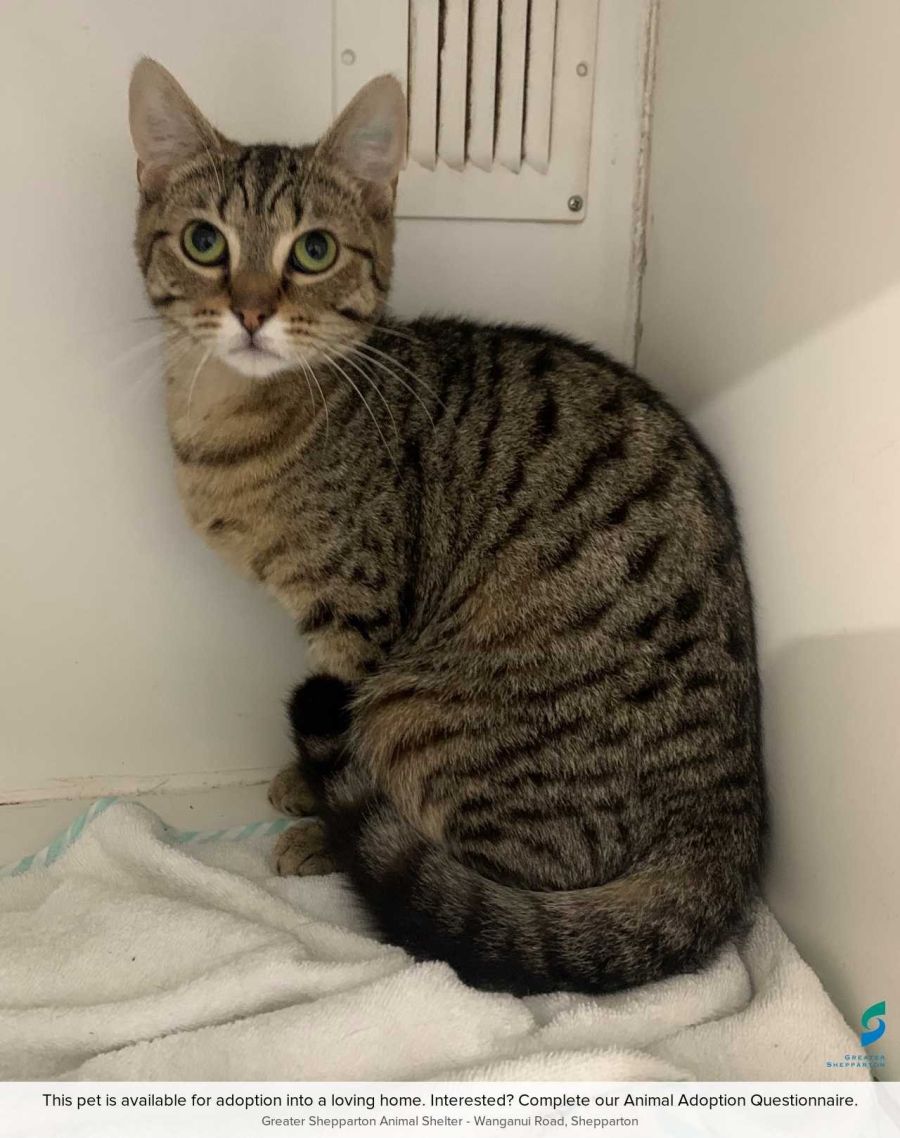 Mya - Female Domestic Short Hair Cat in VIC - PetRescue