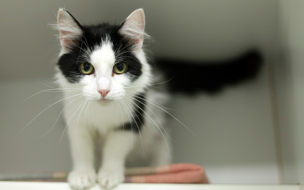 Arabella - Female Domestic Medium Hair Mix Cat in VIC - PetRescue