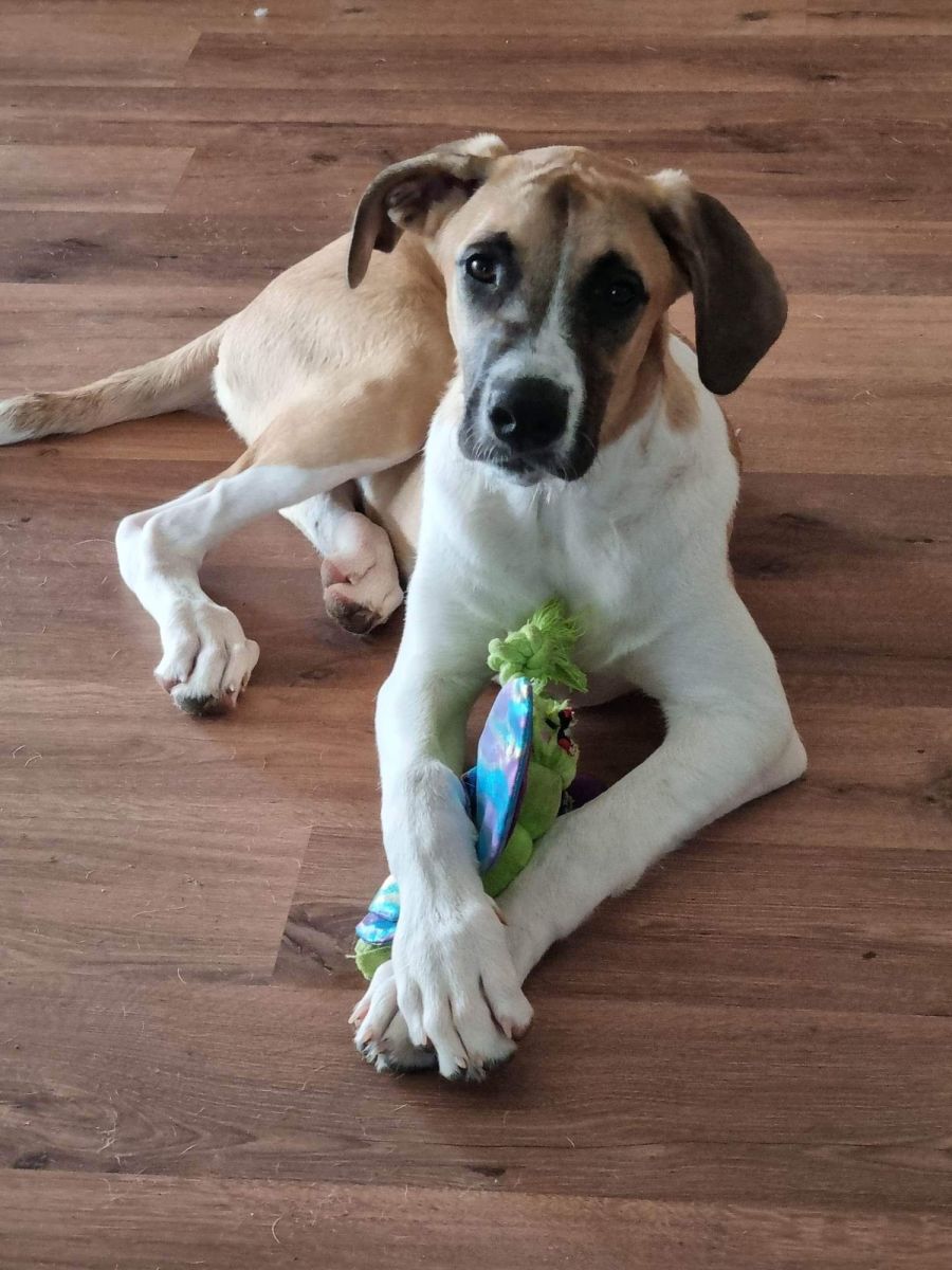 Tippy - Large Female Bull Arab Mix Dog in VIC - PetRescue