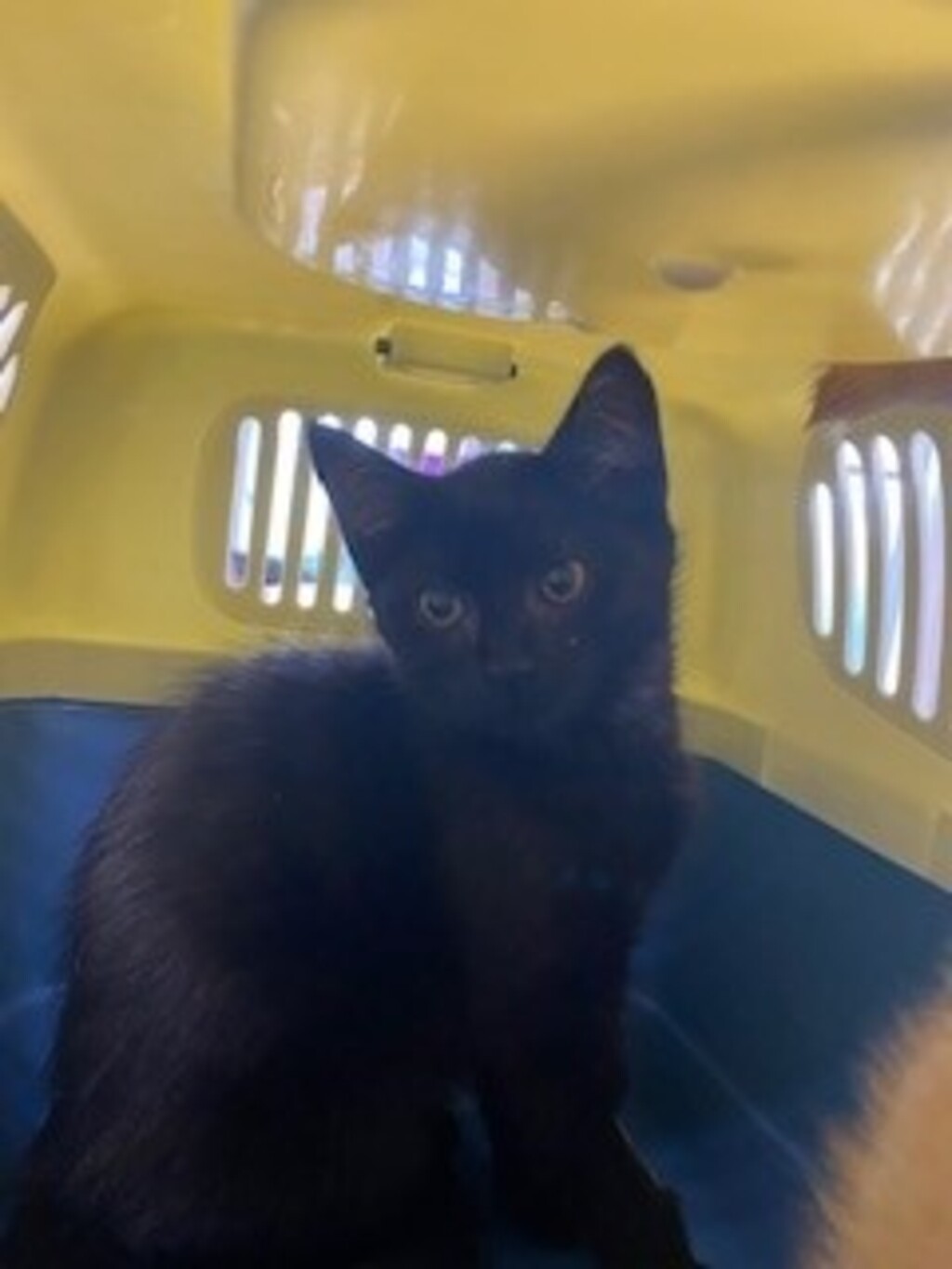 Rowley - Female Domestic Short Hair Cat in VIC - PetRescue