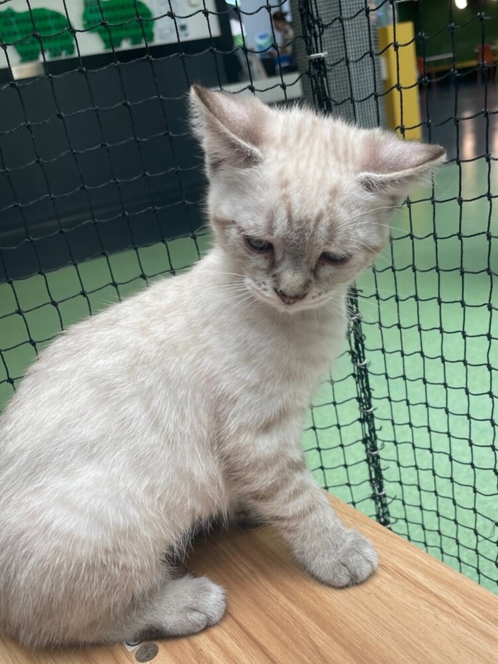 Tetra - Female Layanese Mix Cat in QLD - PetRescue