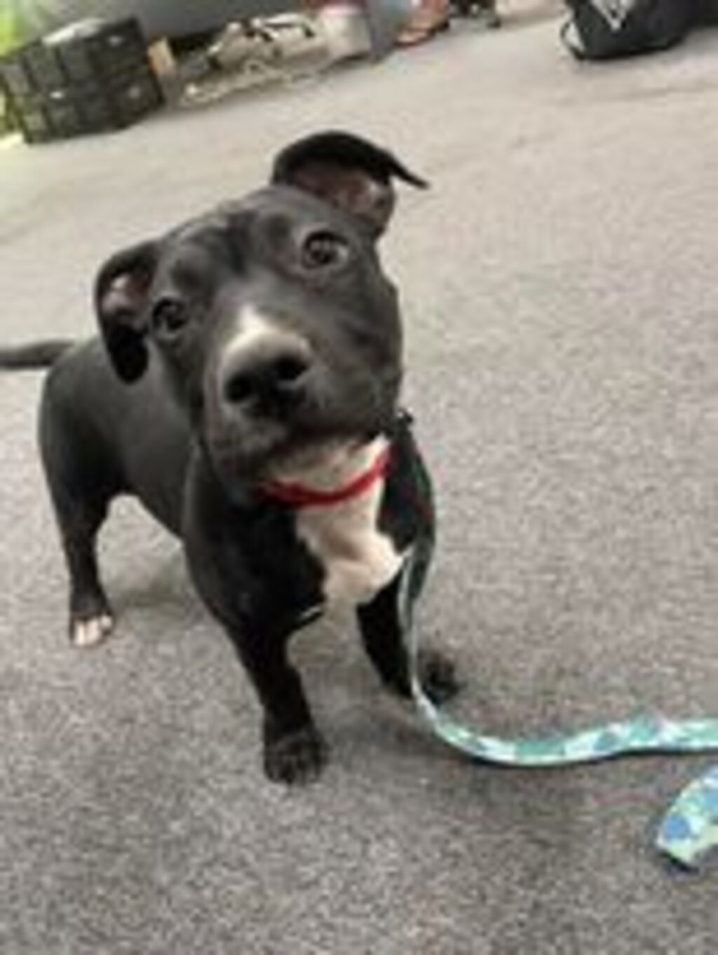 Hercules - Large Male American Staffy Mix Dog in VIC - PetRescue