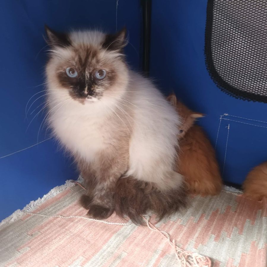 Sandy **2nd Chance Cat Rescue** - Female Birman Mix Cat in VIC - PetRescue