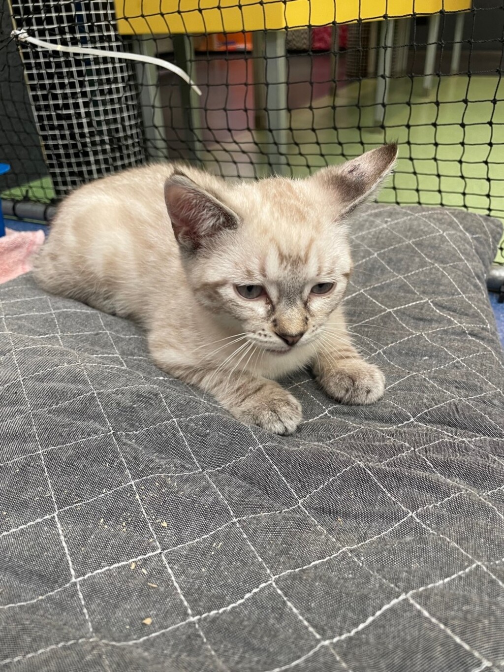 Flounder - Male Layanese x Manx Mix Cat in QLD - PetRescue