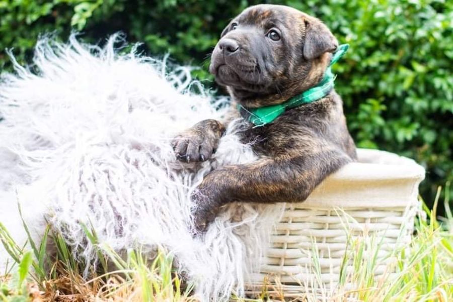 Splinter 🥷 - Medium Male American Staffordshire Terrier Mix Dog in VIC ...