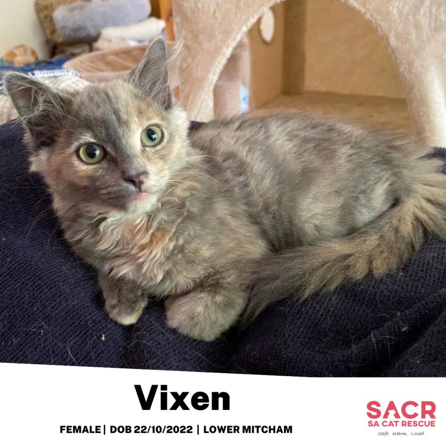 Vixen - Female Domestic Medium Hair Cat in SA - PetRescue
