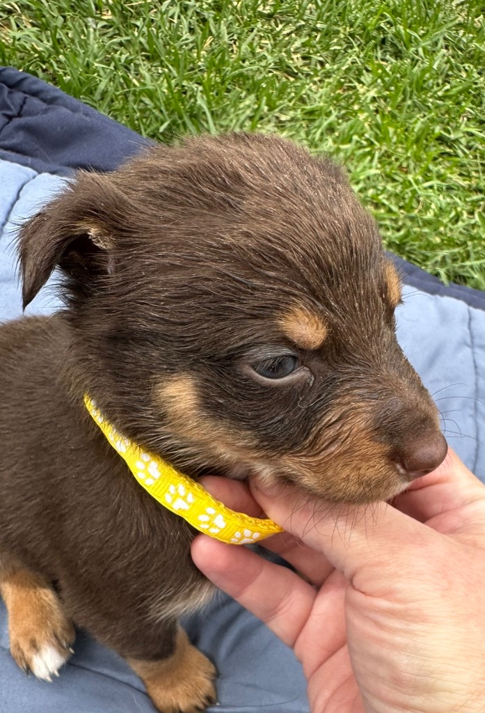 Bobbie - Medium Female Border Collie x Mixed Breed Mix Dog in WA ...