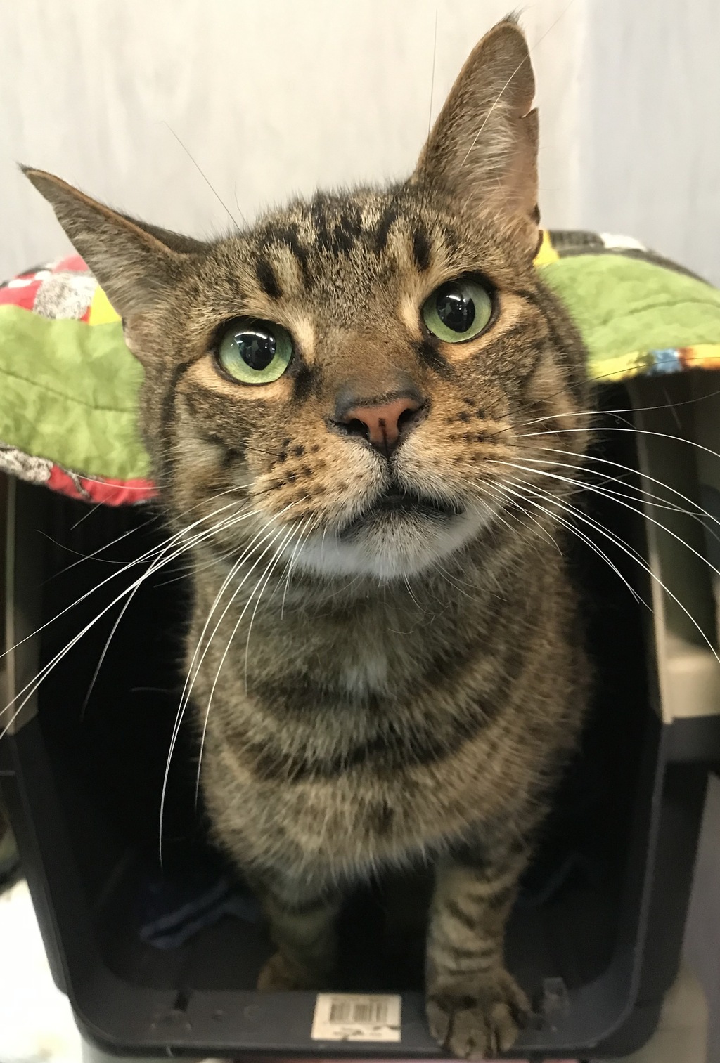Zephyr - Male Domestic Short Hair Mix Cat in VIC - PetRescue