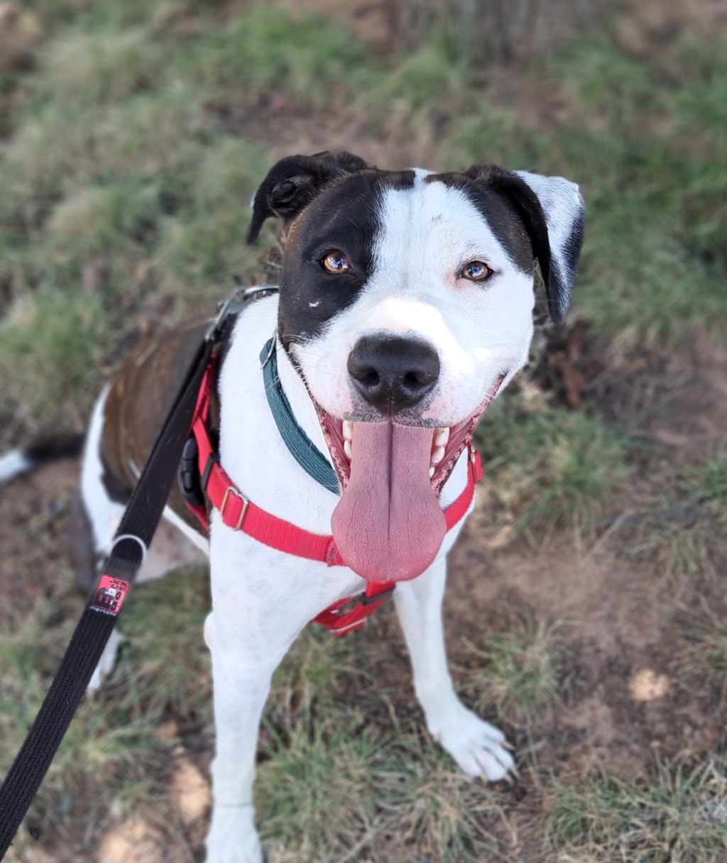Moo Moo (Leelu) - Medium Female Mixed Mix Dog in ACT - PetRescue